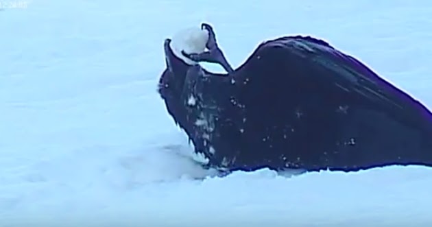 White Wolf : Amazing Raven Lays Back And Enjoys Playing With A Snowball.