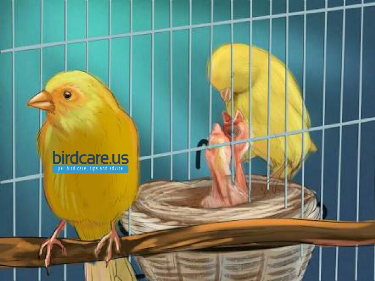 Colony Breeding and Selective Breeding - Pet Bird Care Us