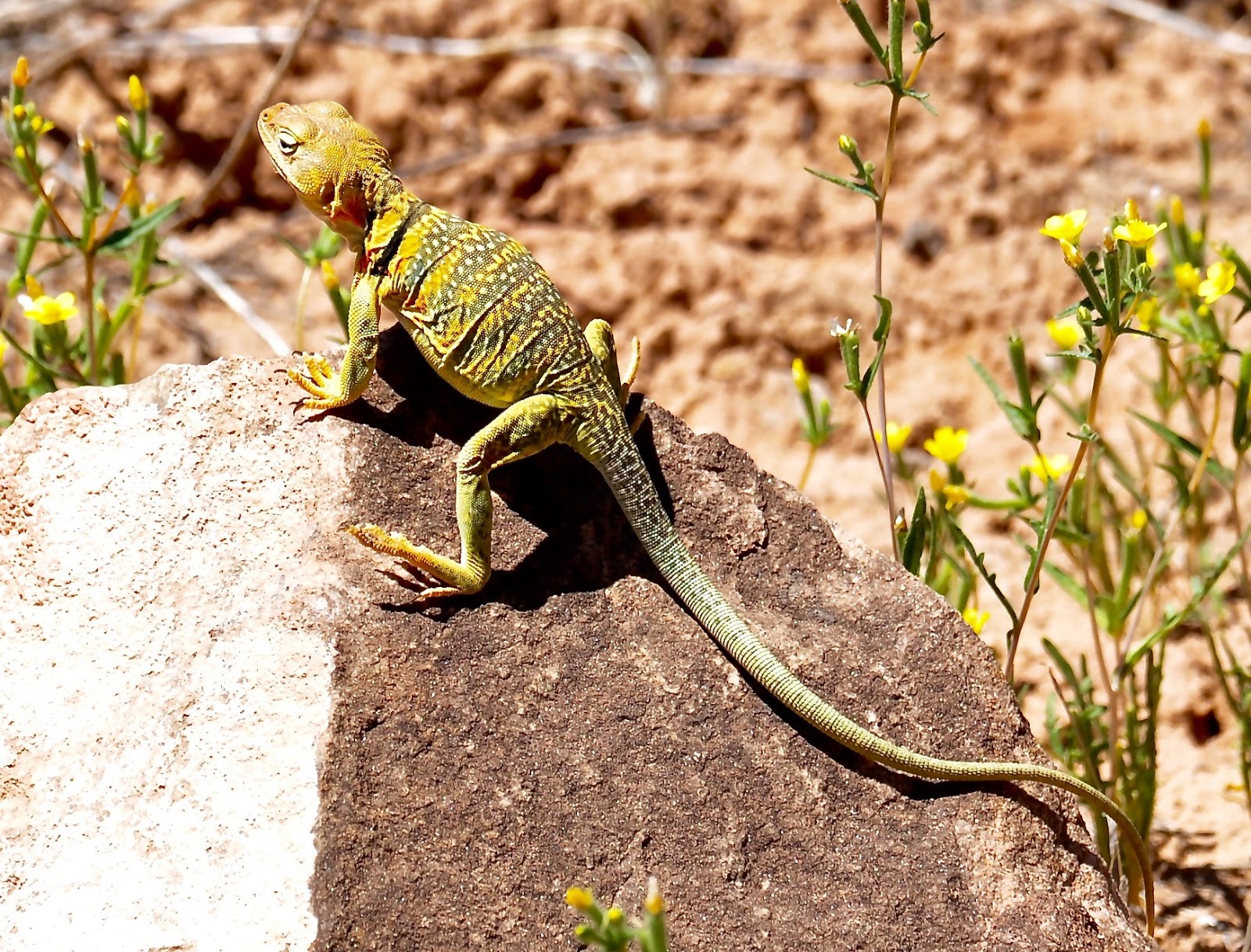 Finding Arizona: Collared Lizards