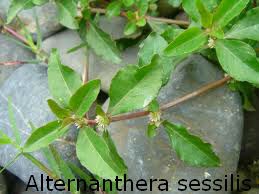 Herbal plants of Sri Lanka: Kola Kanda