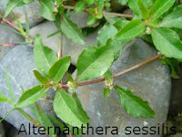 Herbal plants of Sri Lanka: Kola Kanda