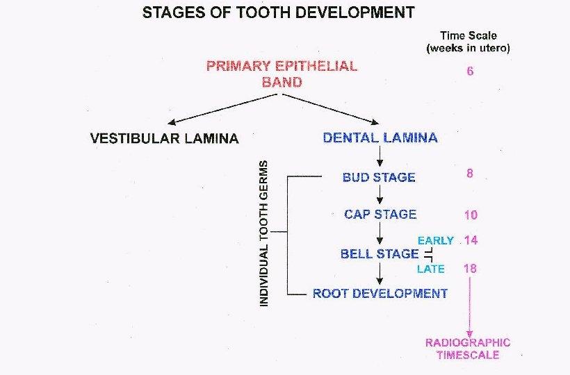 Dentistry lectures for MFDS/MJDF/NBDE/ORE: A Note On Tooth Development ...