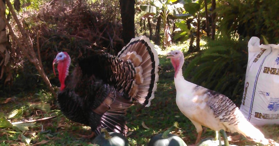 Acuaponía, jardines agroecológicos, permacultura. Huerto/Solar ...