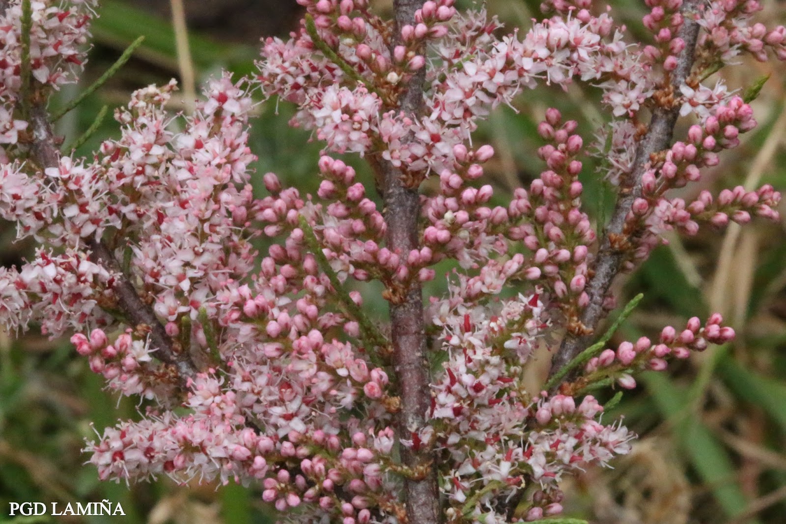 TAMARIX GALLICA. tamarisco. taray.