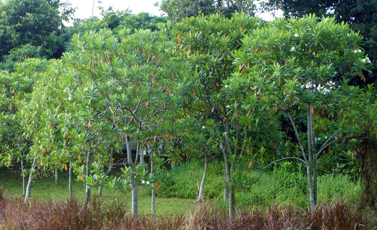 Riverine Parks: Cerbera odollam