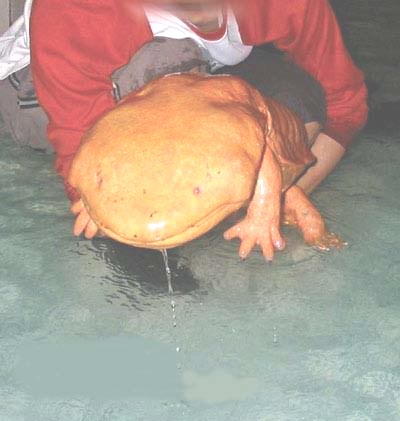 Blog Belajar IPA SMP: Salamander Raksasa Fosil Hidup Amphibia