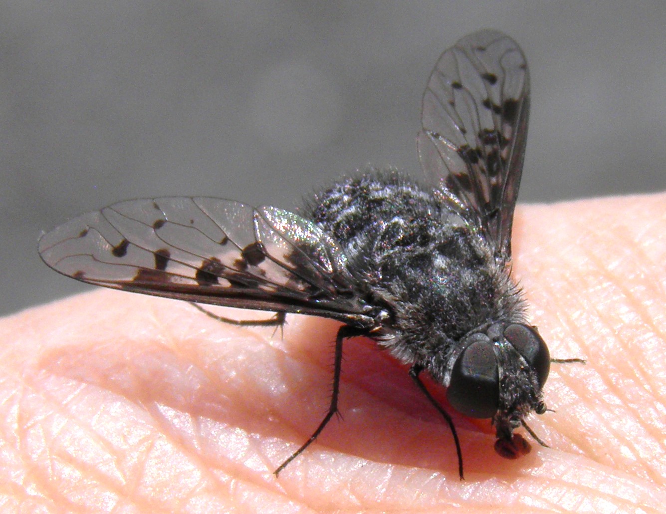 Arizona: Beetles, Bugs, Birds and more: Easter walk at Saguaro National ...