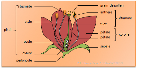 Les différent parties de la fleur et leurs fonctions | SVT & Biologie