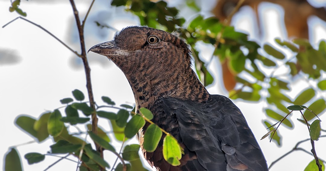 Pedro V. Albaladejo Fresnadillo: Carraca curol