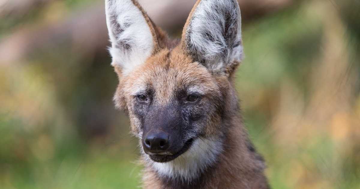 Welcome Joy and Scarlet, new maned wolves
