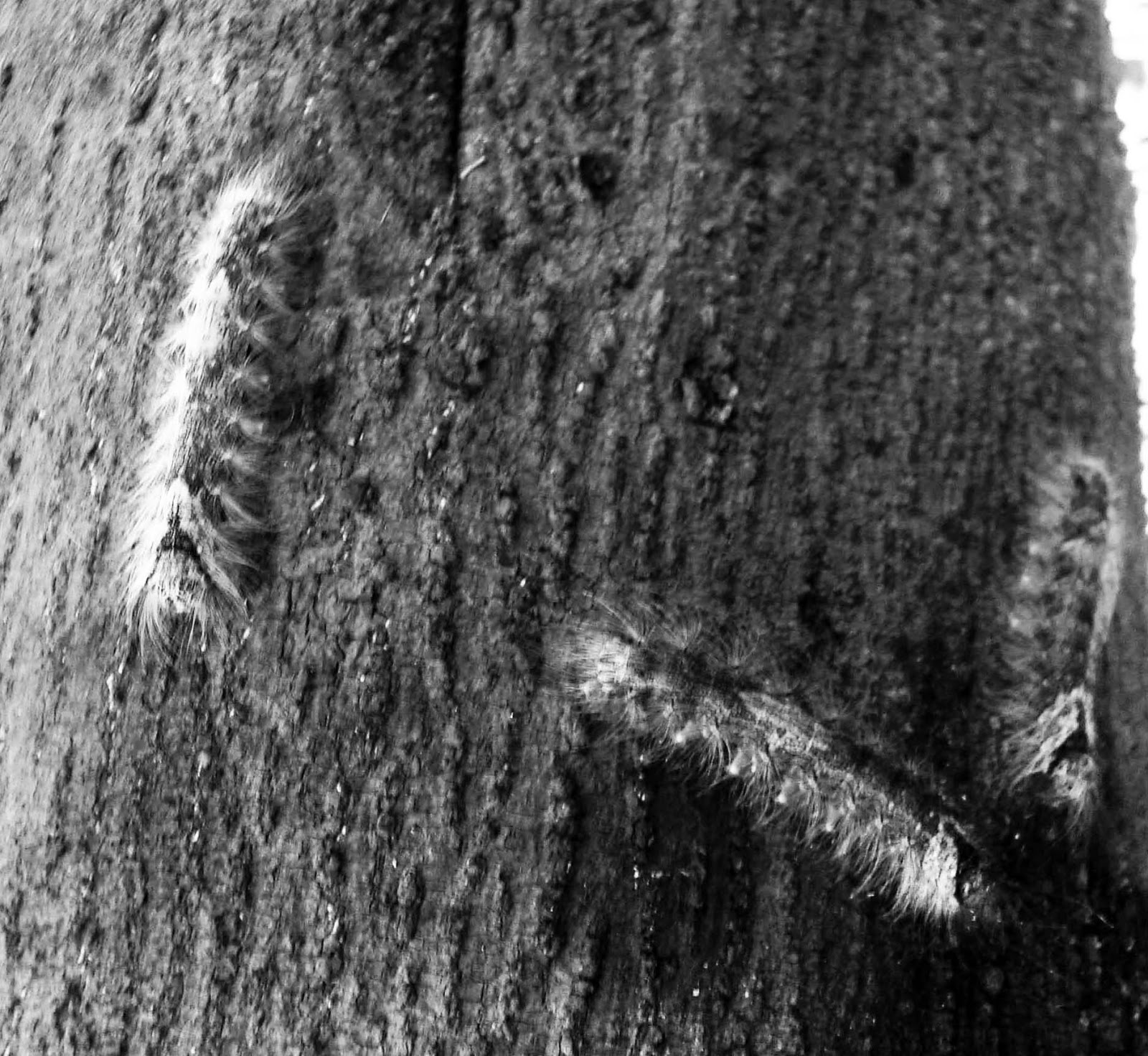 Naturalist's World - Dr Abe V Rotor : Beware of the Higad! (Tussock ...