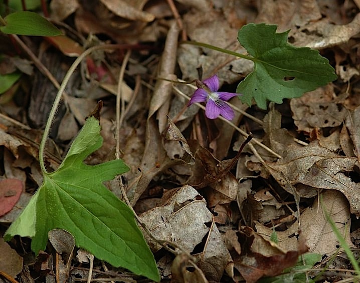 Field Biology in Southeastern Ohio: Violets, Trilliums, and April ...