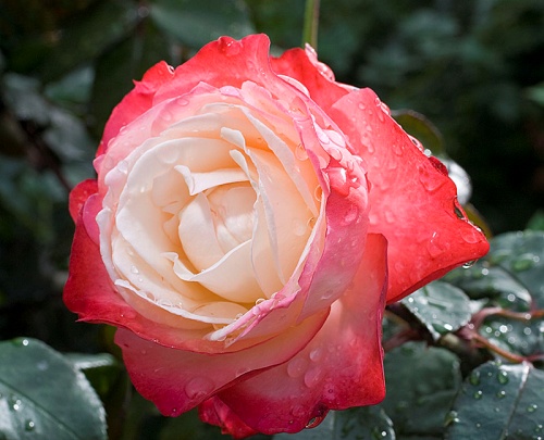 Madeira Rose Garden-English: Modern Garden Roses