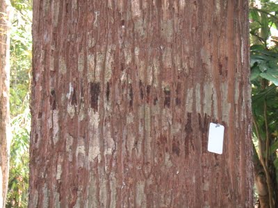 KPHMSM PERAK: Meranti Tembaga (shorea leprosula)