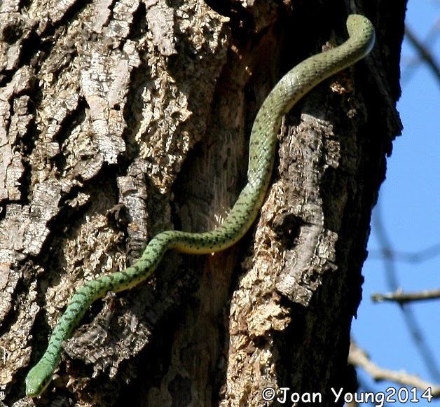 South African Photographs: Spotted Bush Snake (Philothamnus emivariegatus)