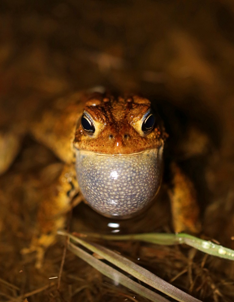 Ohio Birds and Biodiversity: A toad's worst nightmare