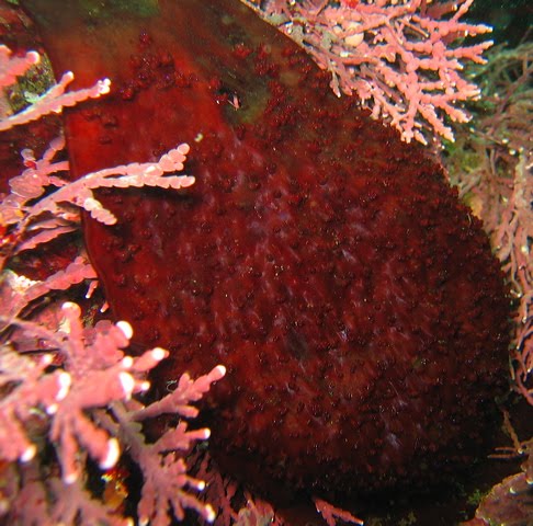 The Amazing World of the Subtidal Soft Bottom!!!: Red Algae (Rhodophyta