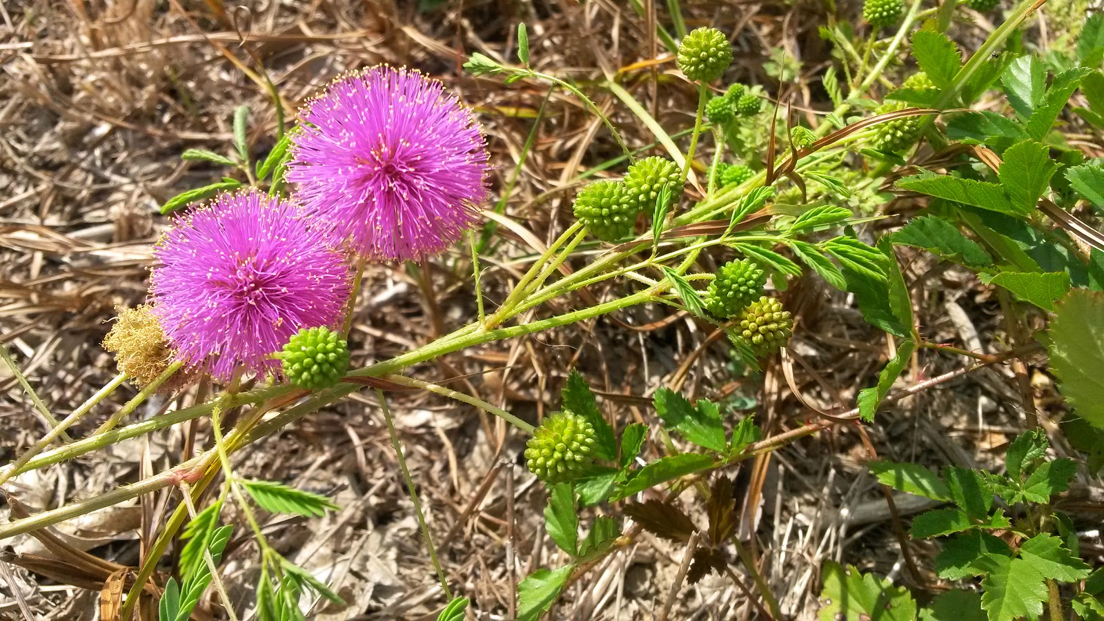 Nature Photography and Facts : Sensitive Briar
