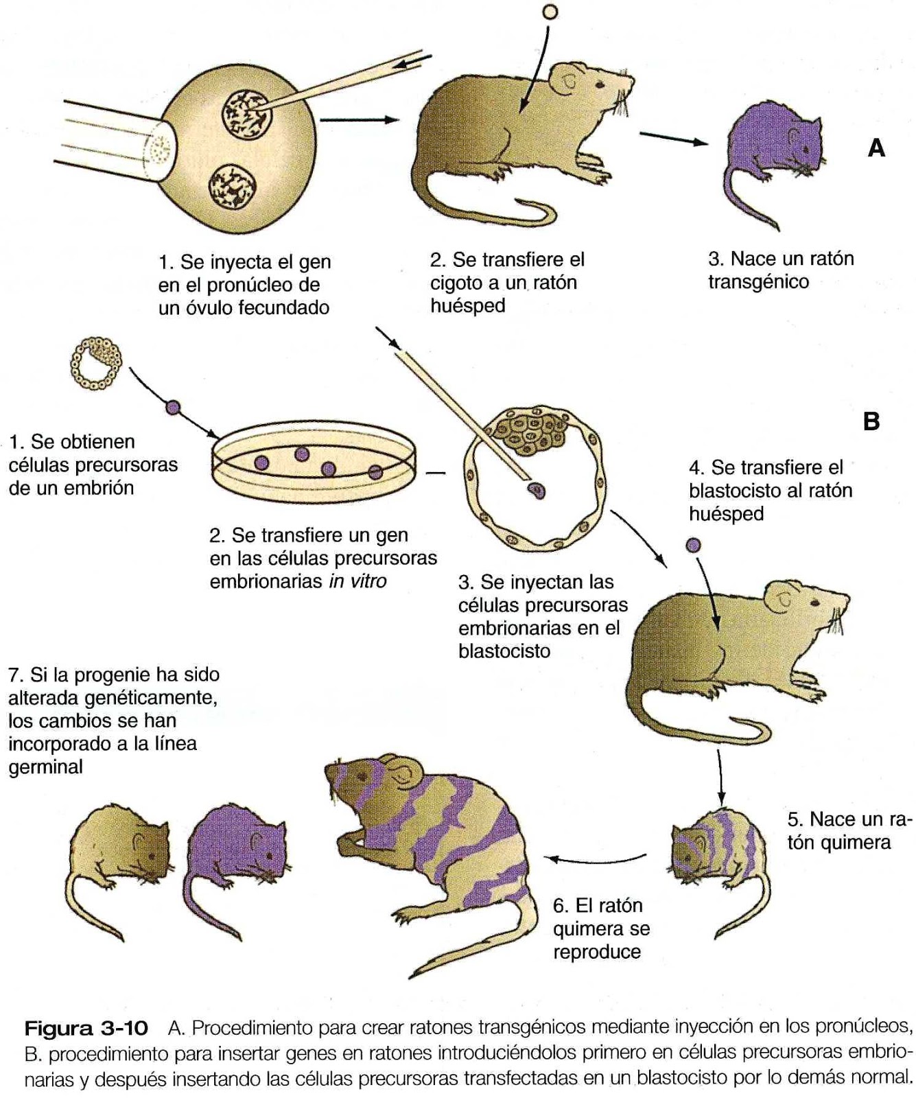 Biologia Molecular: 2016