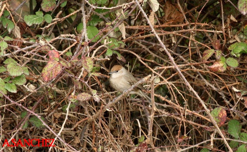 Aves de Aragón : Curruca capirotada