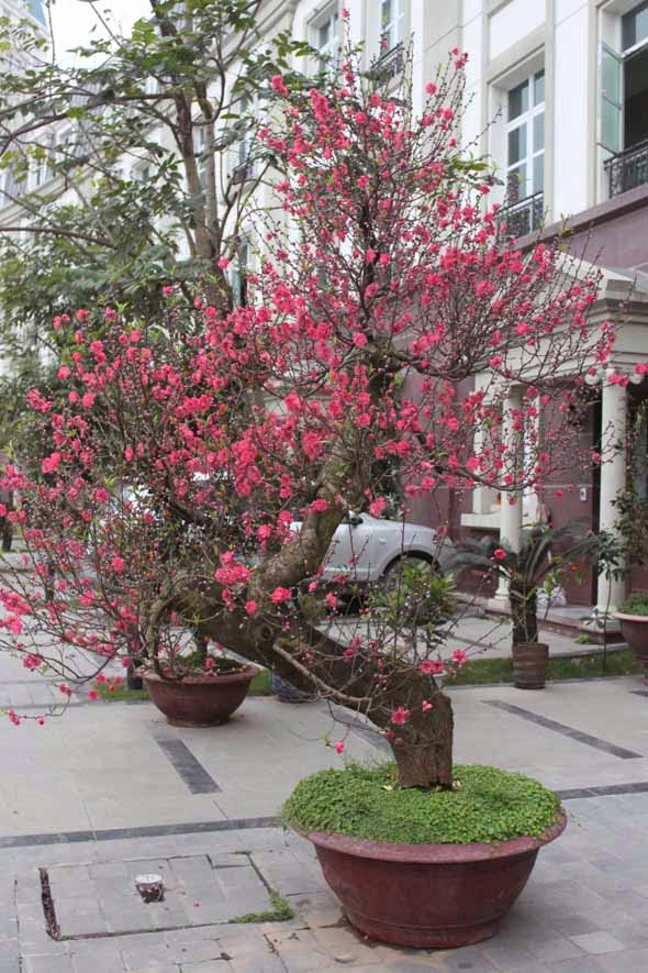 Thiết kế sân vườn Blogspot - Cây cảnh Nhật Hiếu: chăm sóc cây đào ra ...