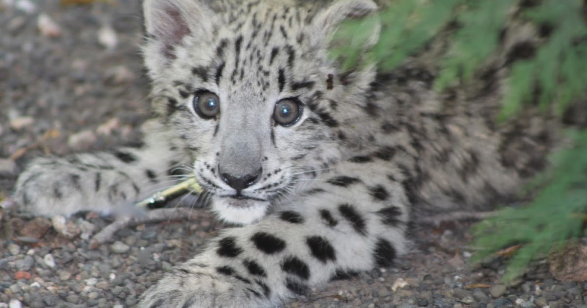 Cute Baby Snow Leopard Pictures