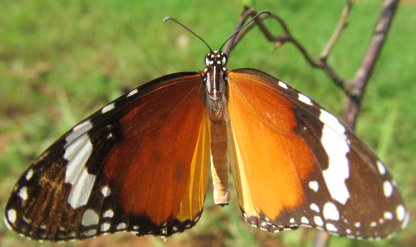 NATURAL & UNIQUE PHOTOGRAPHY: TITLY OR BUTTERFLY