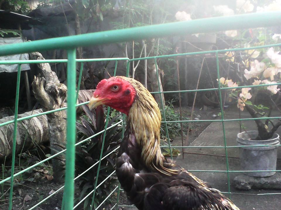 Gamefowl breeders: Shamo and Aseel