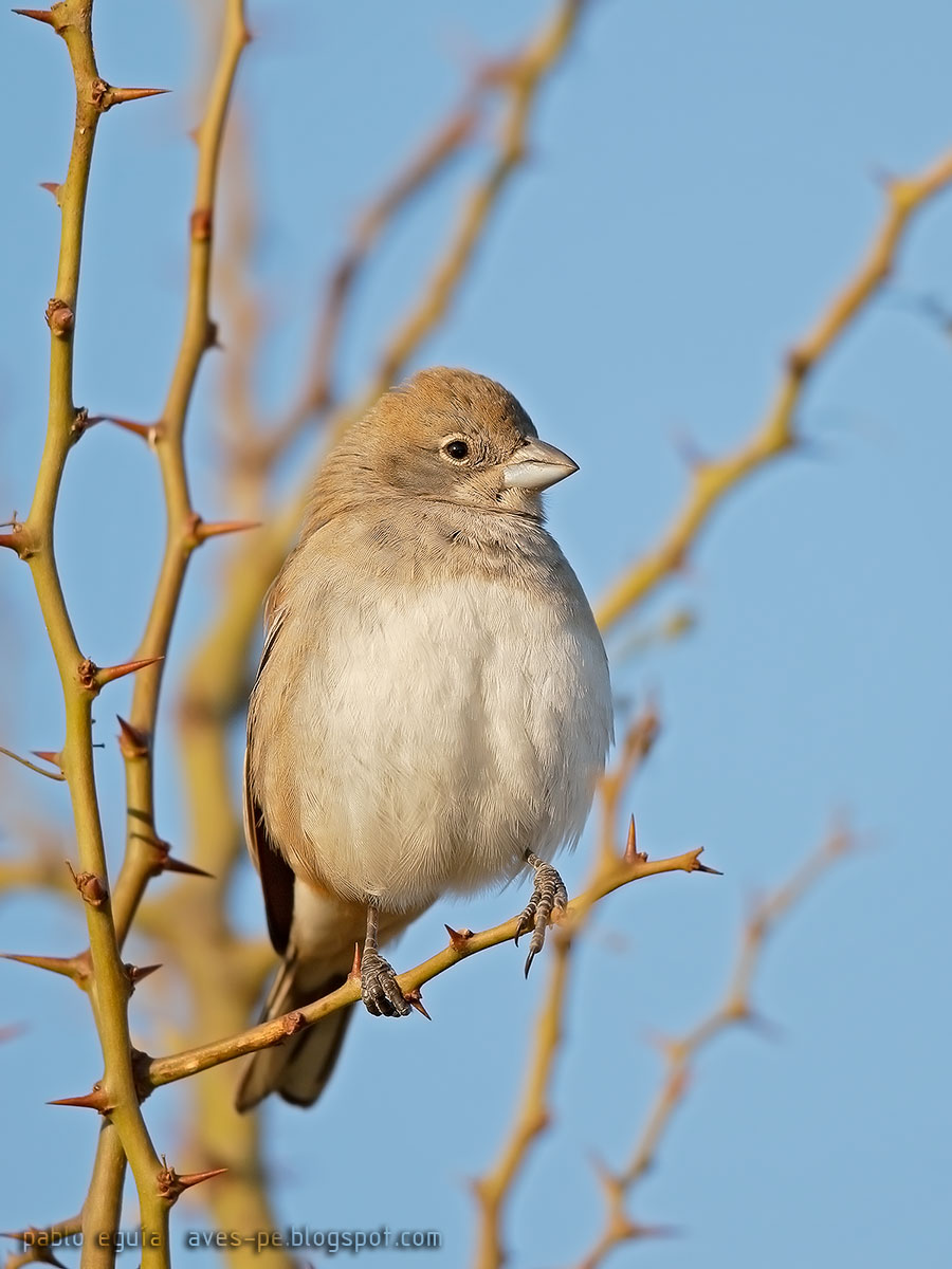 mis fotos de aves: Diuca diuca Diuca Common Diuca-finch