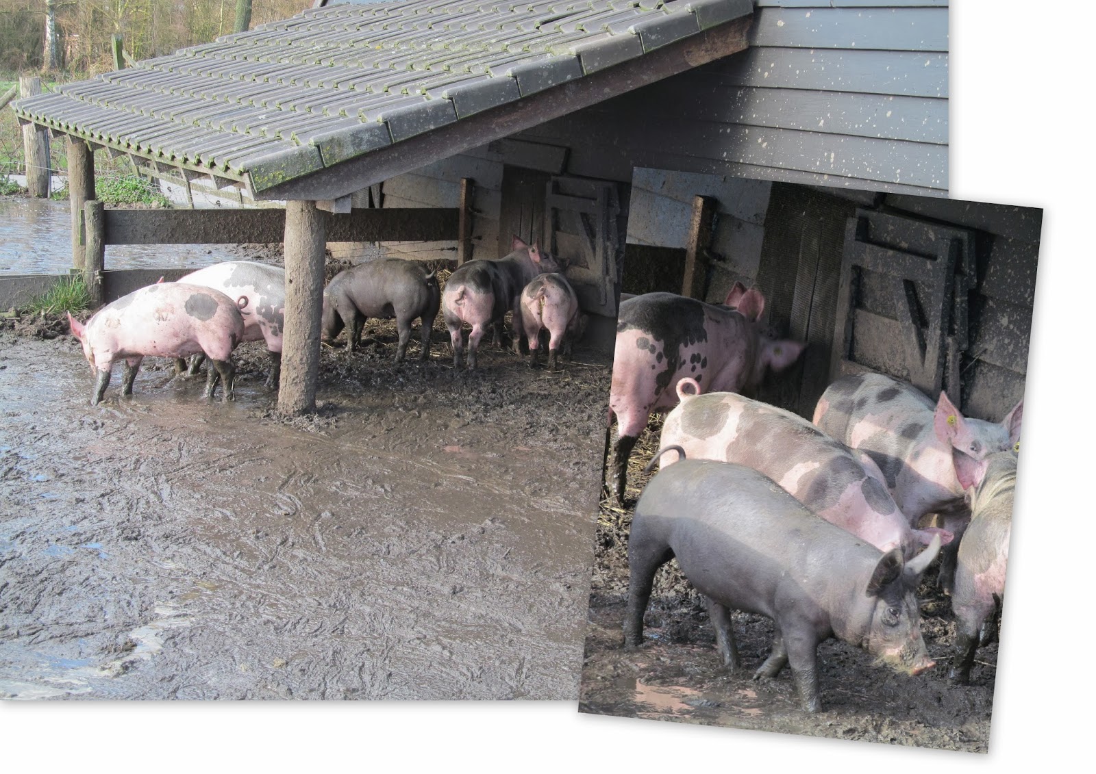 Hoorn Des Overvloeds: modderbad