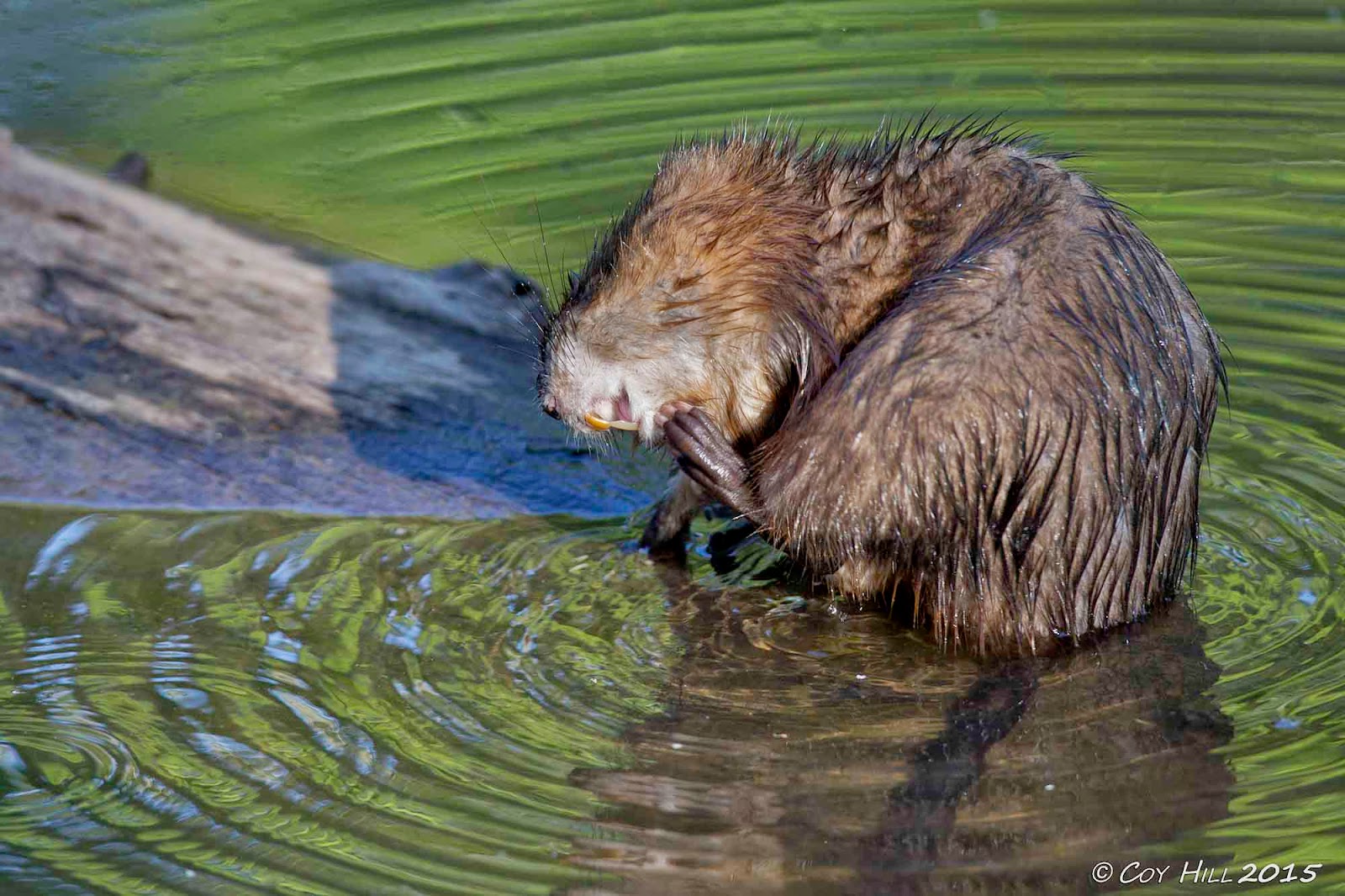 Country Captures: Muskrats: A Glimpse into Their World