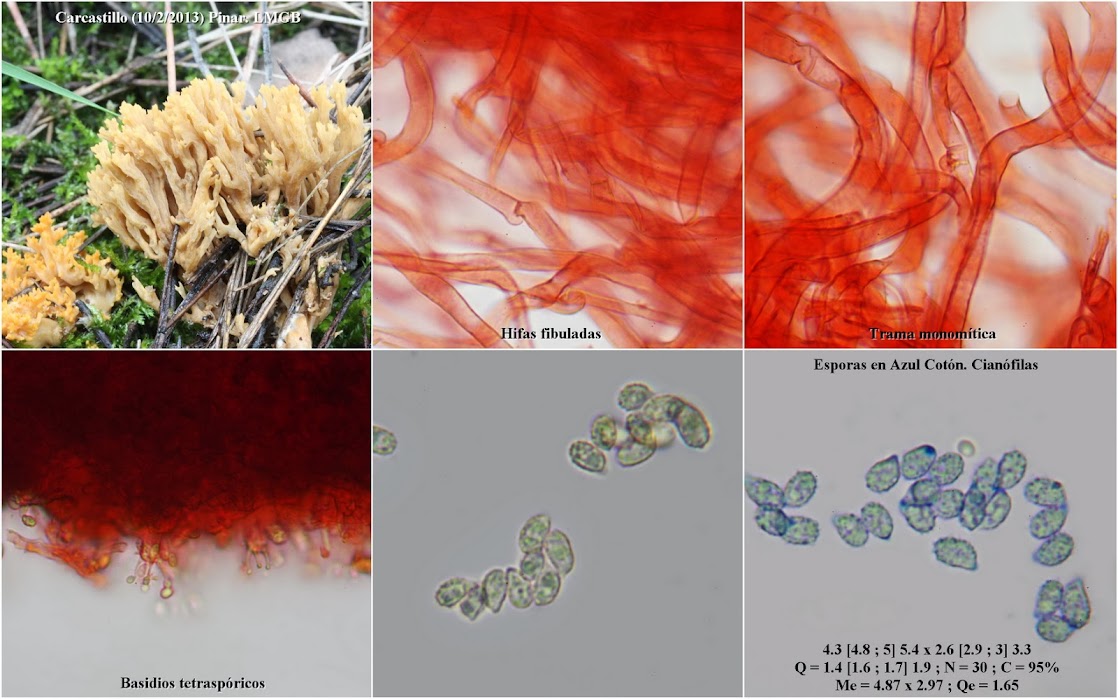 Microscopía de hongos. Vol 4. O - R: Ramaria curta