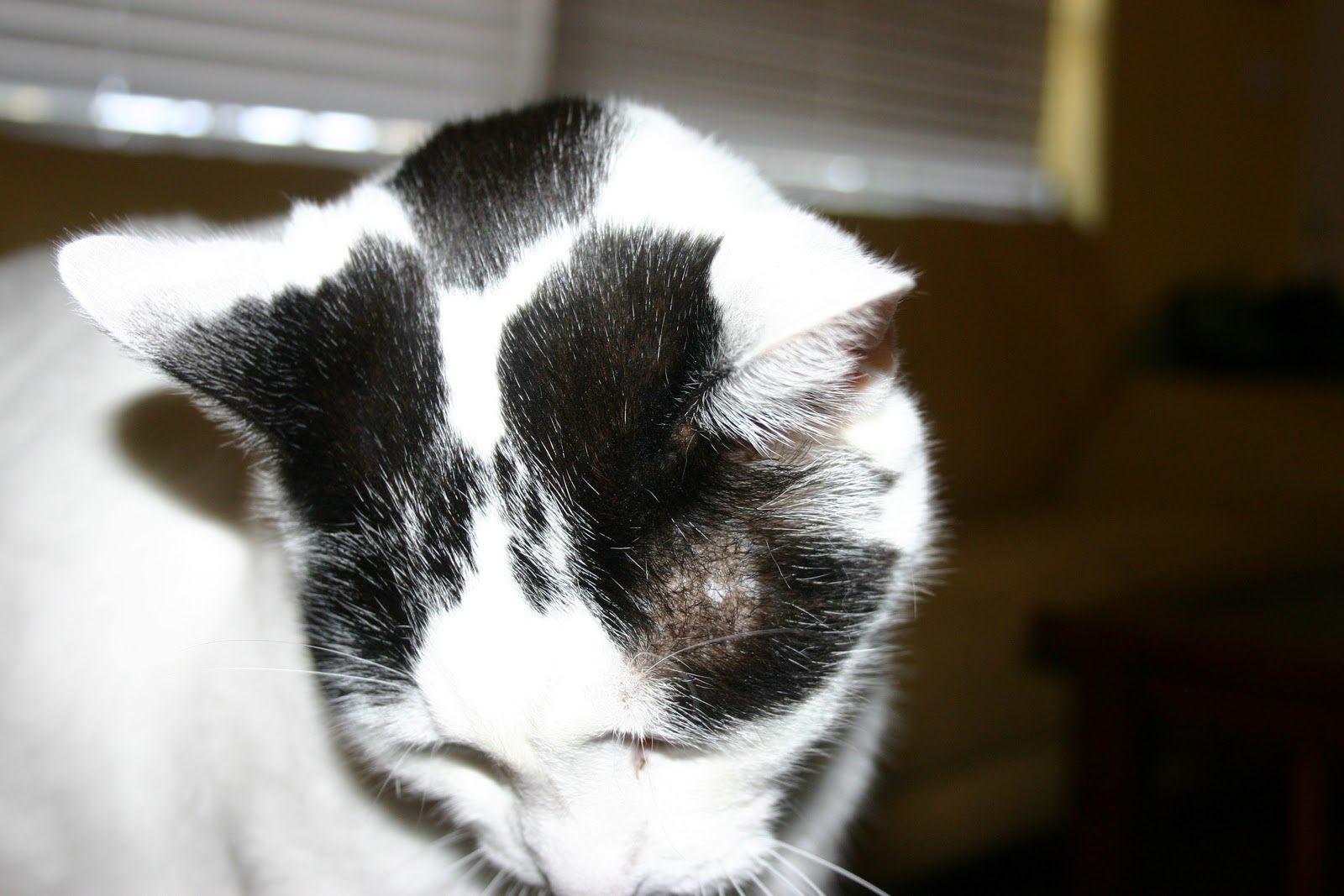 Why is My Cat so Sad?