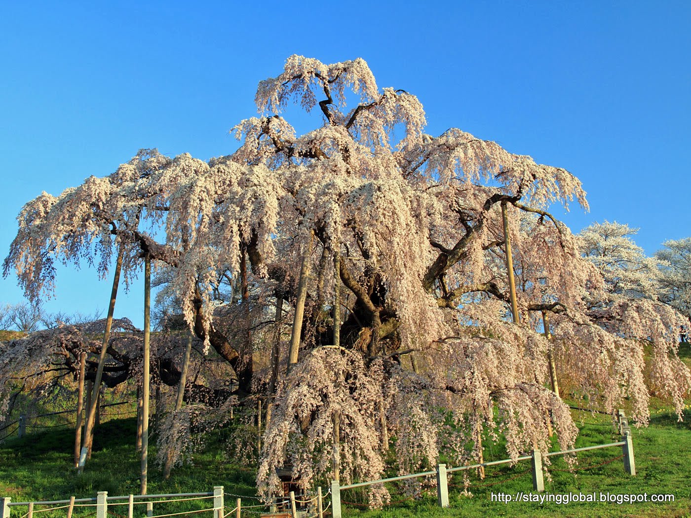 A Global Life: Miharu's Takizakura - Fukushima's pride