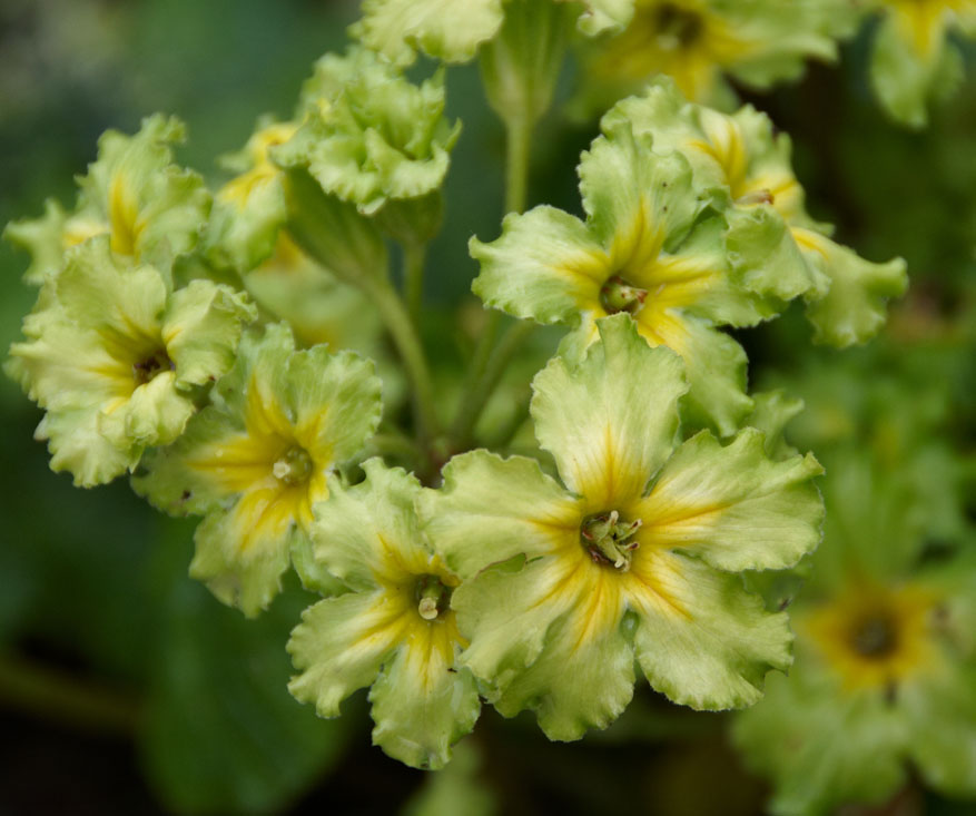 Bloomingwriter: Gardening in Nova Scotia: It all starts with one...primula