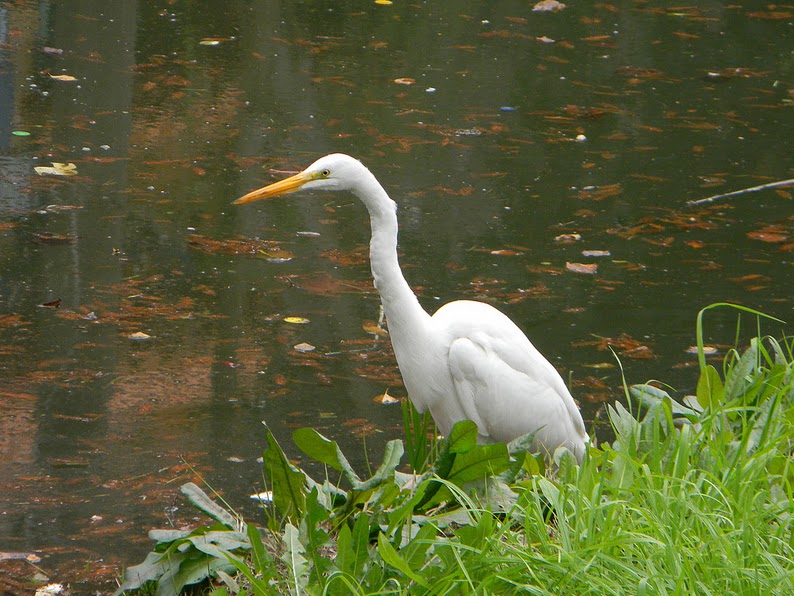 especies chilenas: La Garza Grande (Ardea alba)