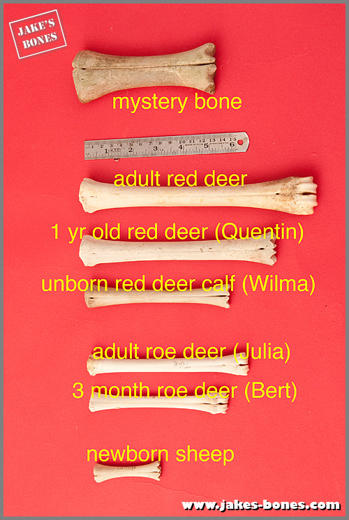 Strange bones #12: the mystery metacarpal : Jake's Bones