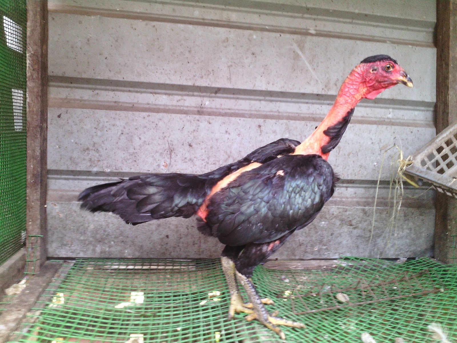 Pembiak Ayam Ratu LHK dan Malaysia Indio Gigante: Eksperimen terbaru ...