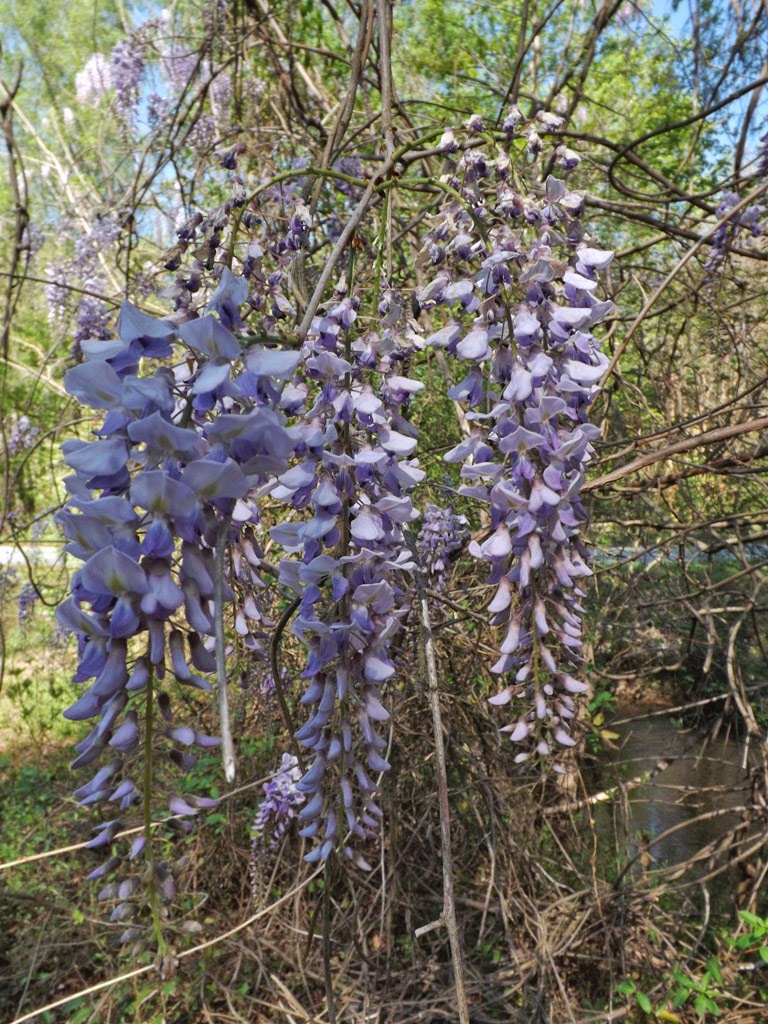 MARIETTE'S BACK TO BASICS: {Our Blue Wisteria Blossoms}