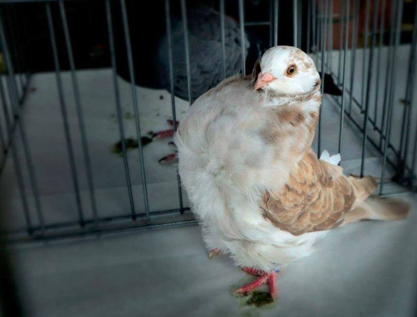 World of Pigeons and Doves: Chinese Owl ( Chinesentaube )