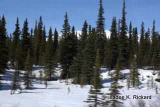 Ladee's Travels: Alaska - Summit of the Continental Divide
