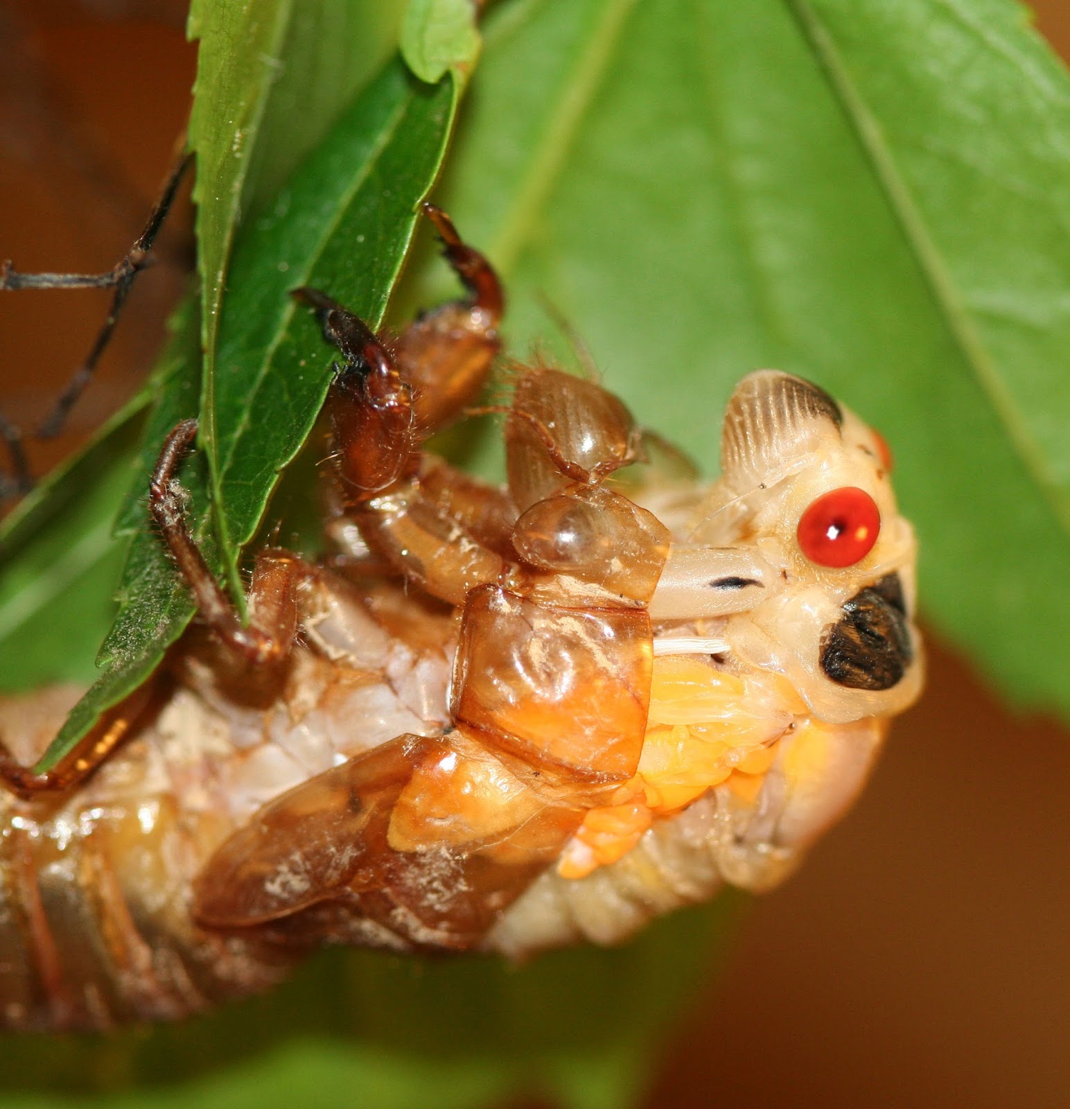 Long Island Cicadas: June 2016
