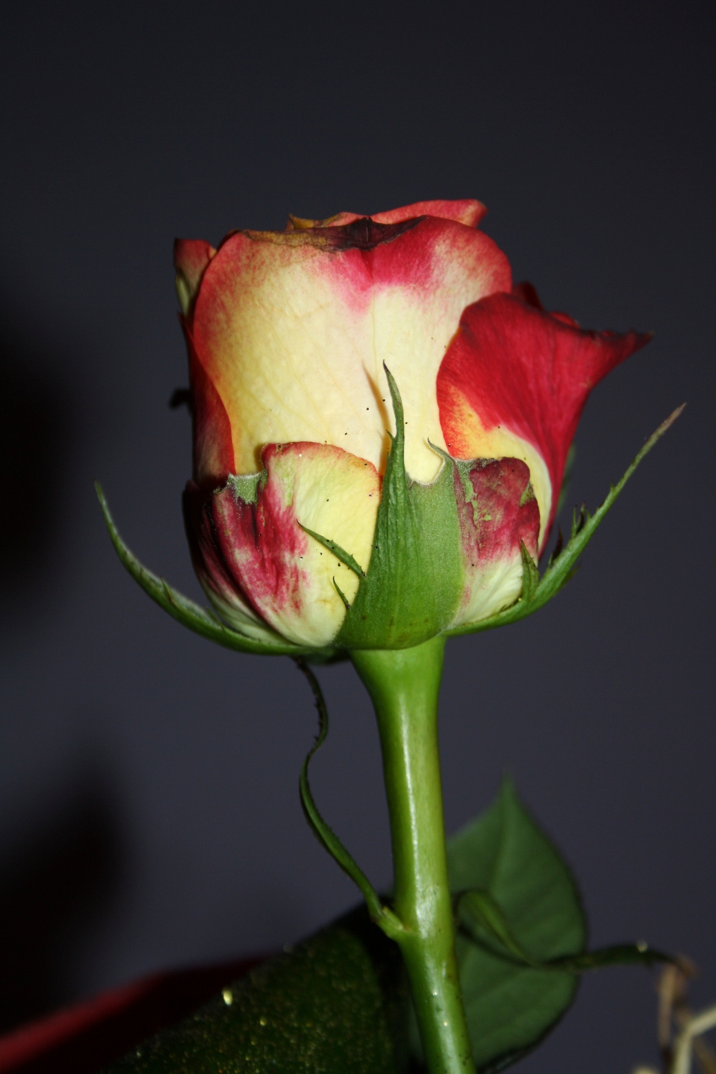 Creative Nikolina: Ruža za rođendan