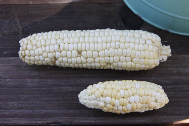 Banyan's End: Nibblin' on Nubbin Corn