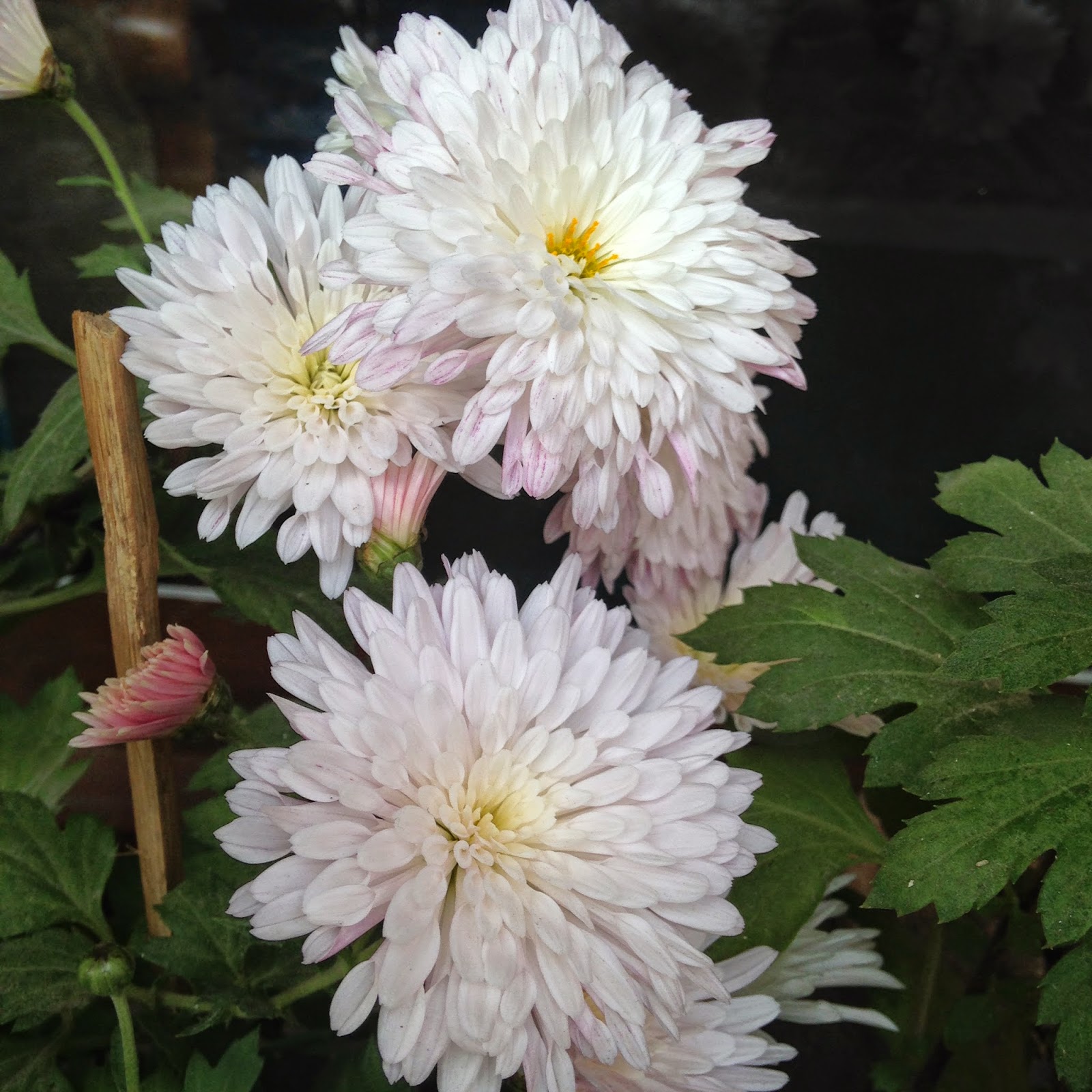 Hi I am Kaivi..: Blooming Mum's (Guldawari) In my Delhi Balcony