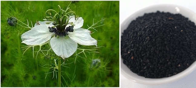 HABAT SAUDA | TIBA ZA KISSUNA