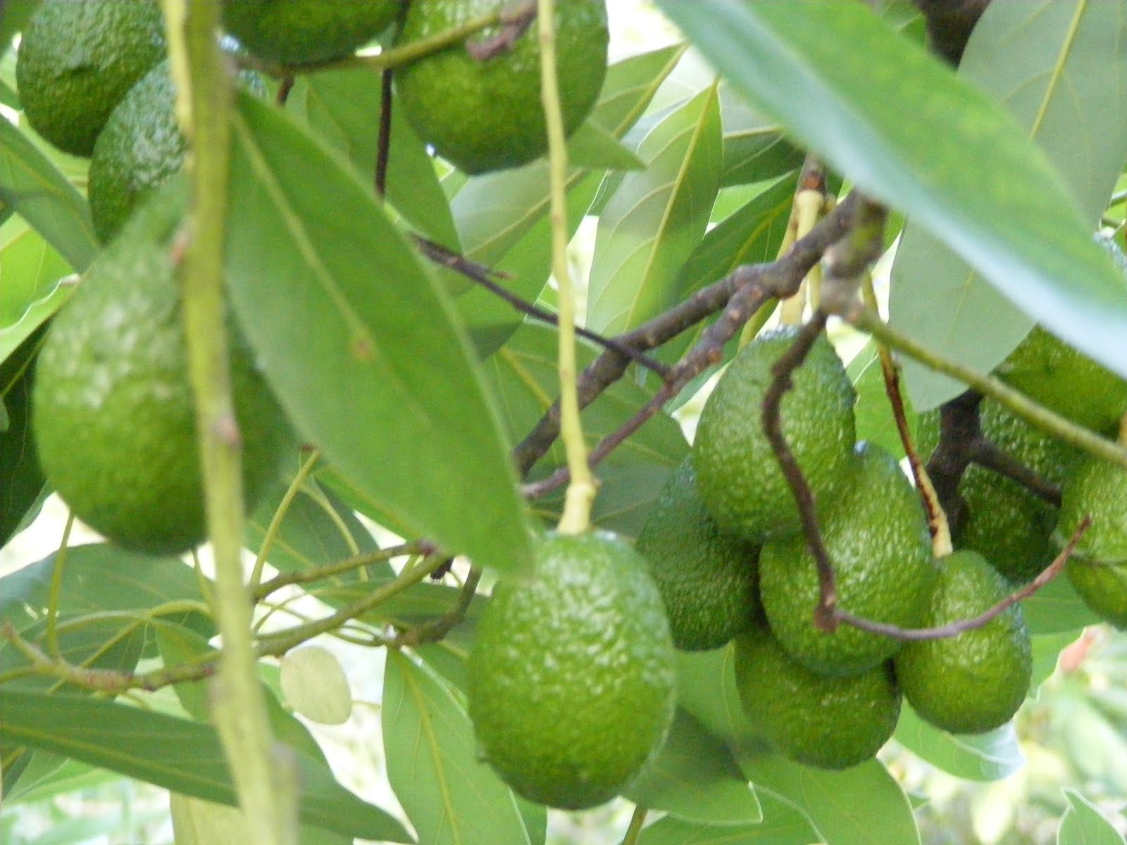 VENDO 2 PROPIEDADES JUNTAS O INDEPENDIENTES