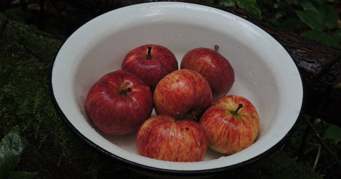 Tulp ja tulp: 'PAIDE TALIÕUN'