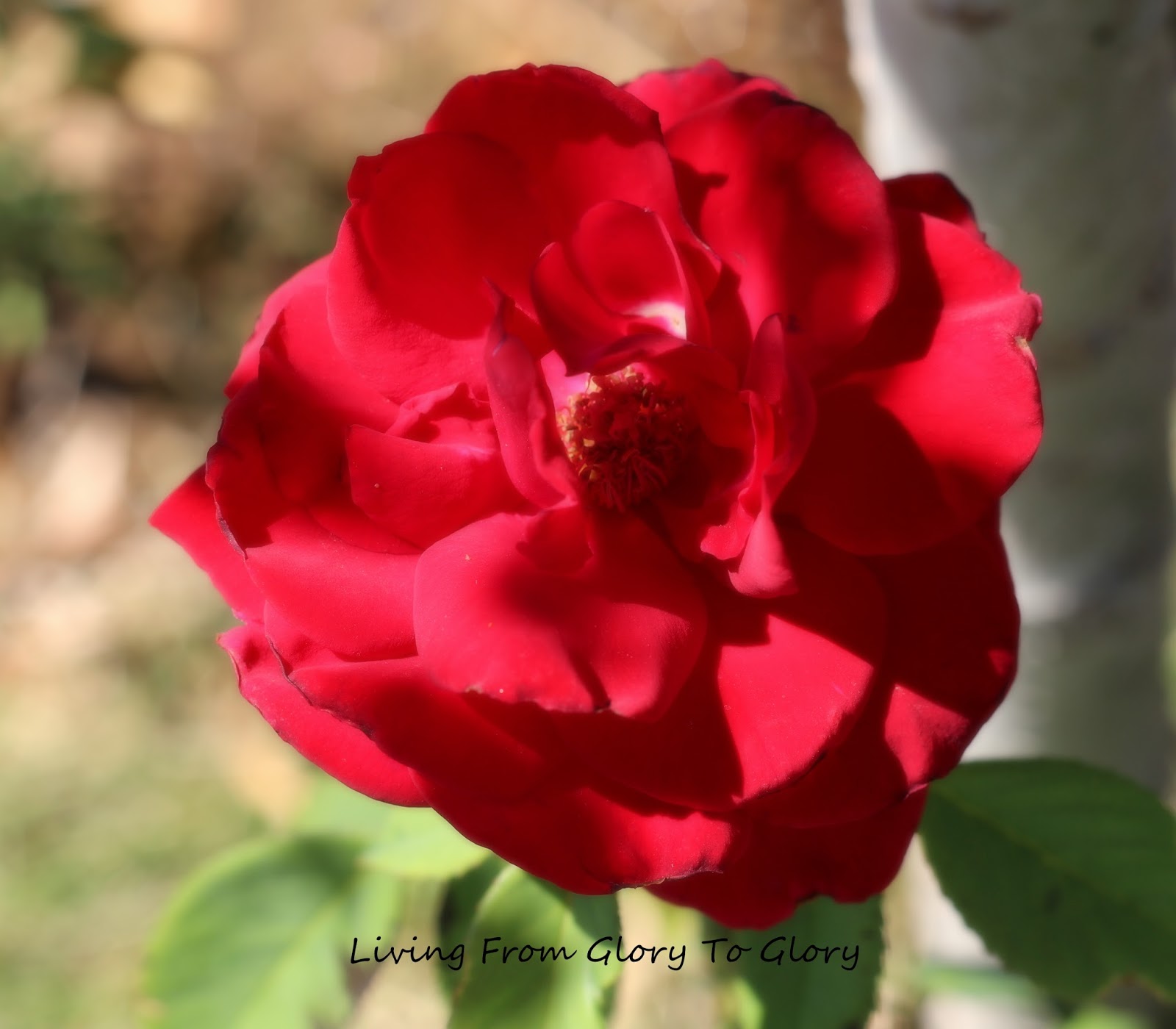 living from glory to glory: What The Different Colors Of Roses Mean...