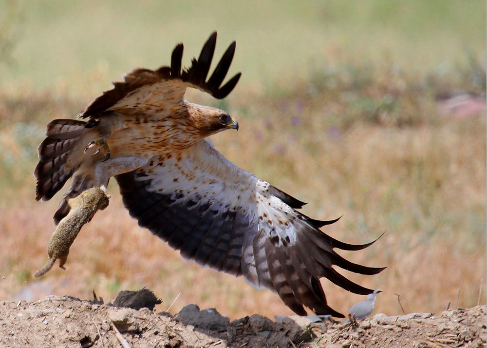 Richard Smith - Birdwatching Days Out: ROMANIA, Sinoe, Constanta, Part ...